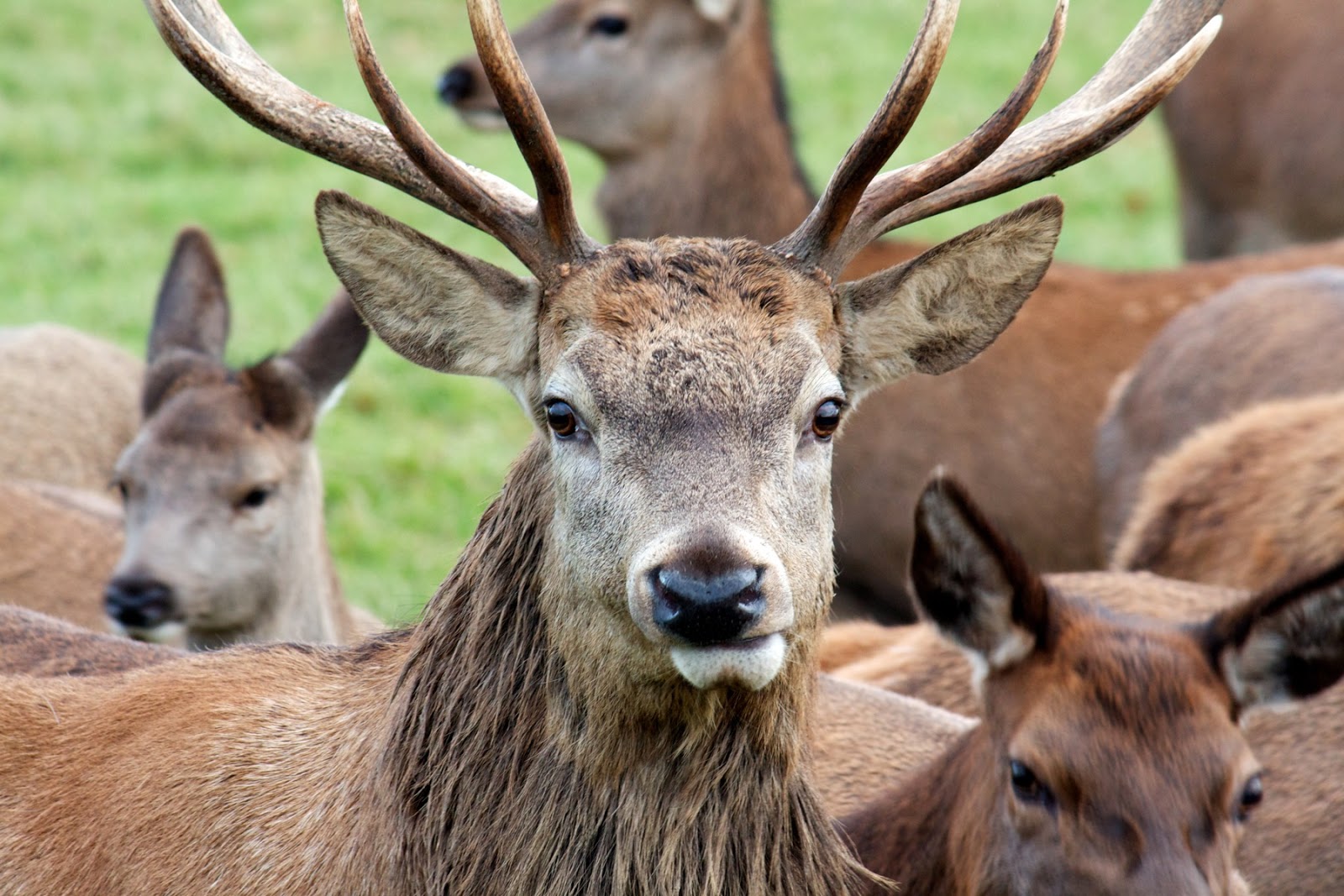 ANIMALS PICTURE: STAG PICTURES GALLERY-10