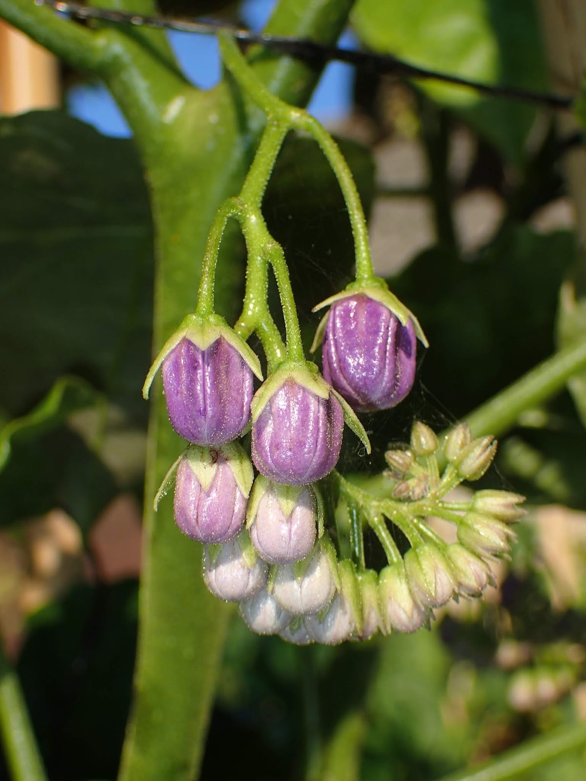 Scirpidiella's Plants: Hybrid of Hardy Tamarillo’s (Cyphomandra ...