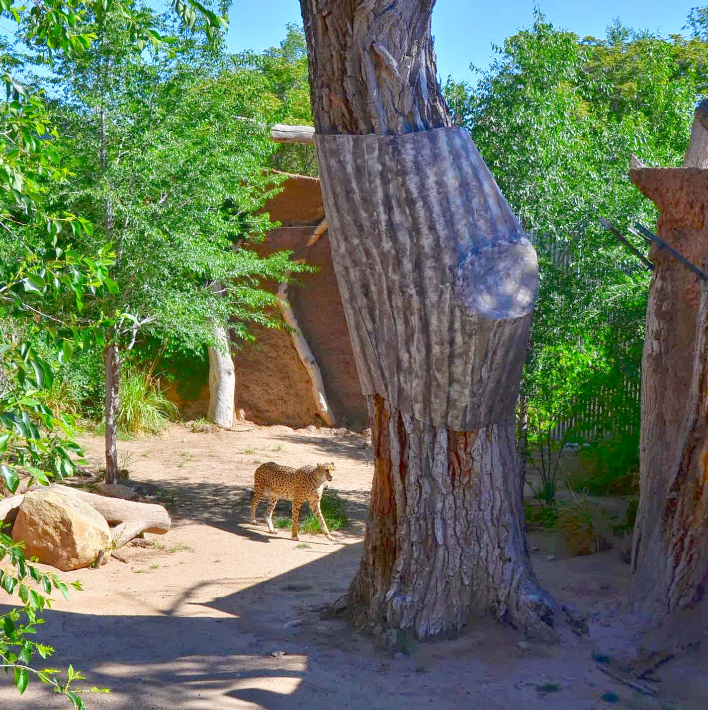 Zoo and Aquarium Design: Successfully concealed tree collar at the ...