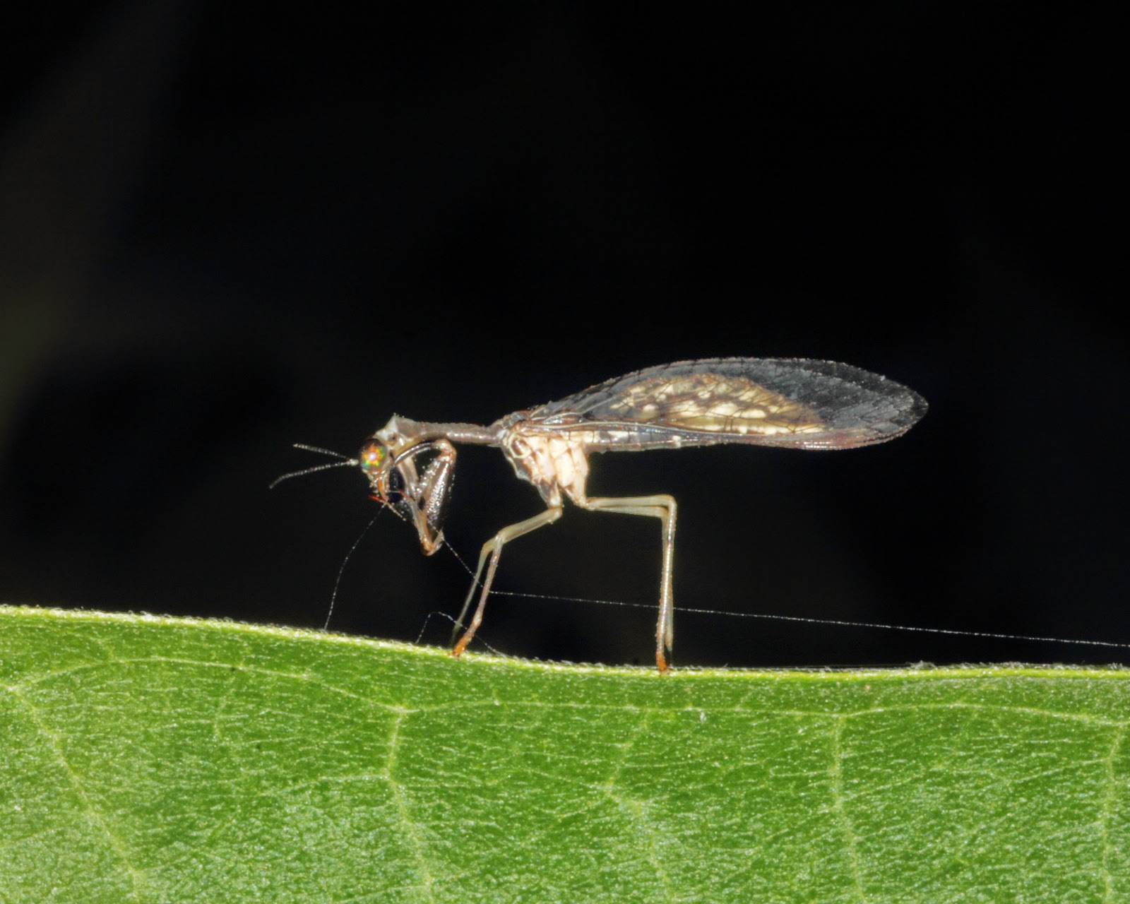 The Nomadic Naturalist: Mantidflies