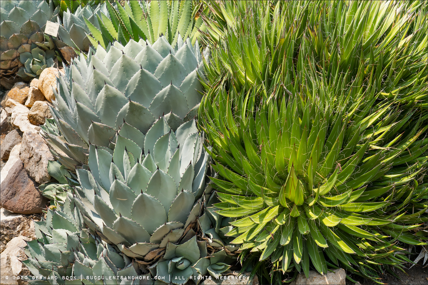 Today is National Agave Day!