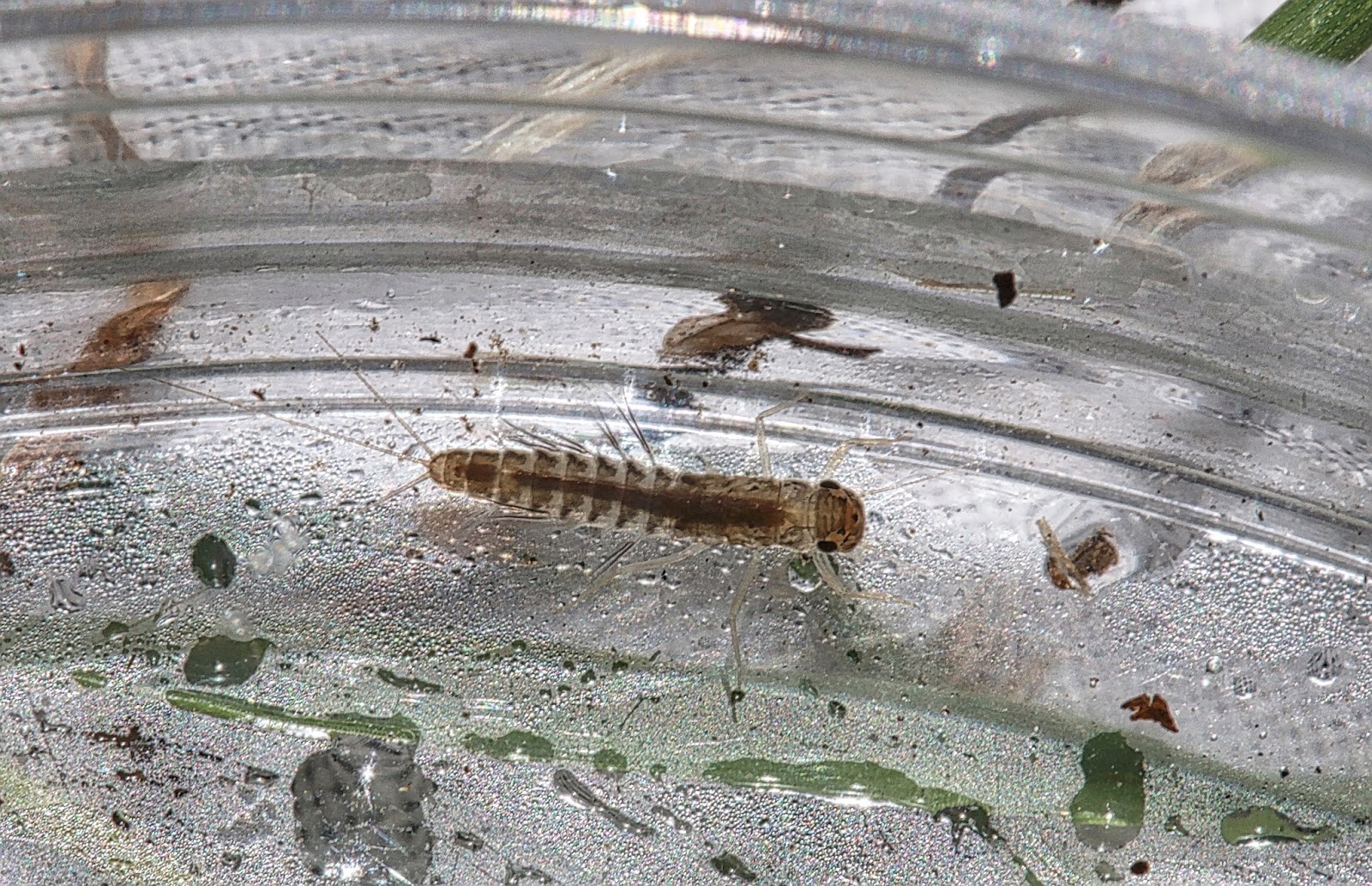 Aquatic Insects of Central Virginia