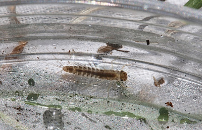 Aquatic Insects of Central Virginia