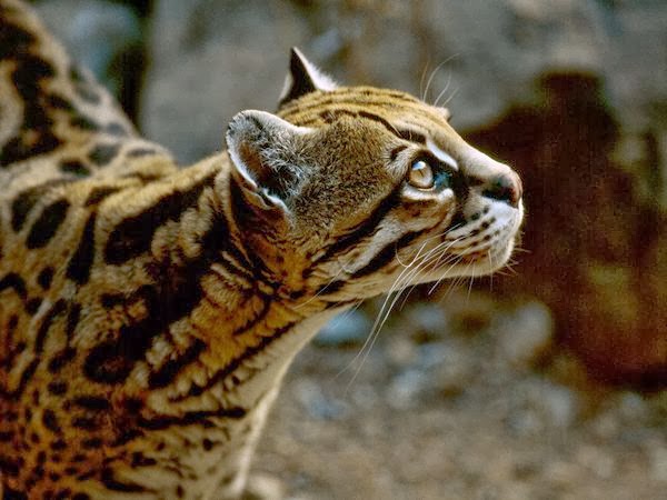 Ocelot - Introspective World