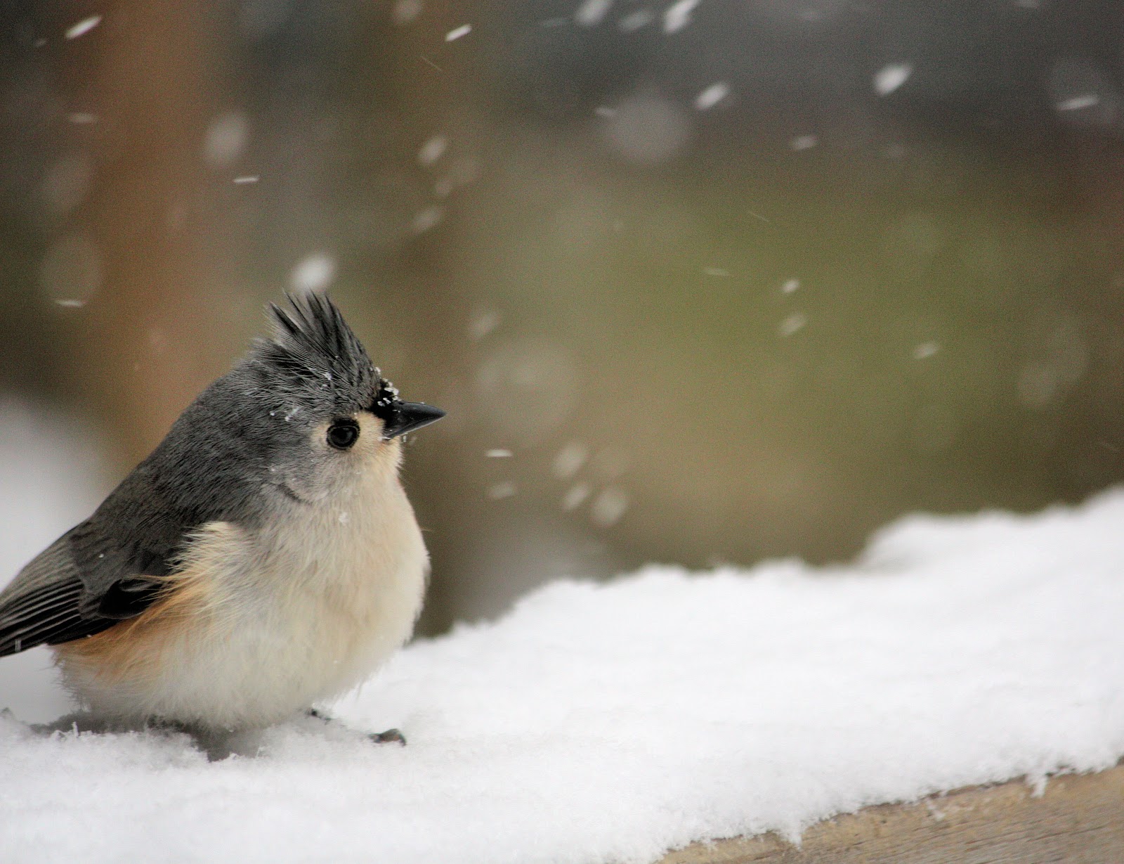 Round The Bend: Wild Bird Wednesday: Little Snowbirds