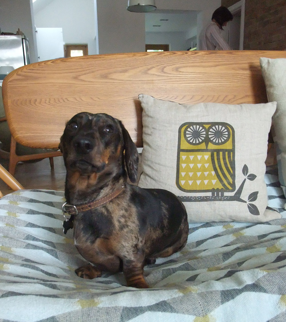 roddy&ginger: new best friends