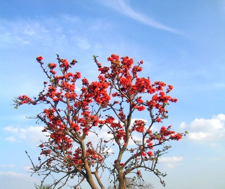 Flame of the Forest—Butea Monosperma Tree - ARUNACHALA LAND