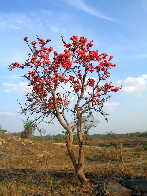 Flame of the Forest—Butea Monosperma Tree - ARUNACHALA LAND