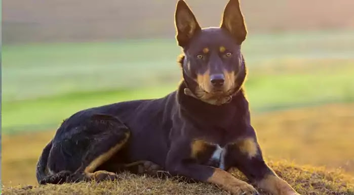 Australian Kelpie Dog Breed Info: Price, Characteristics ...