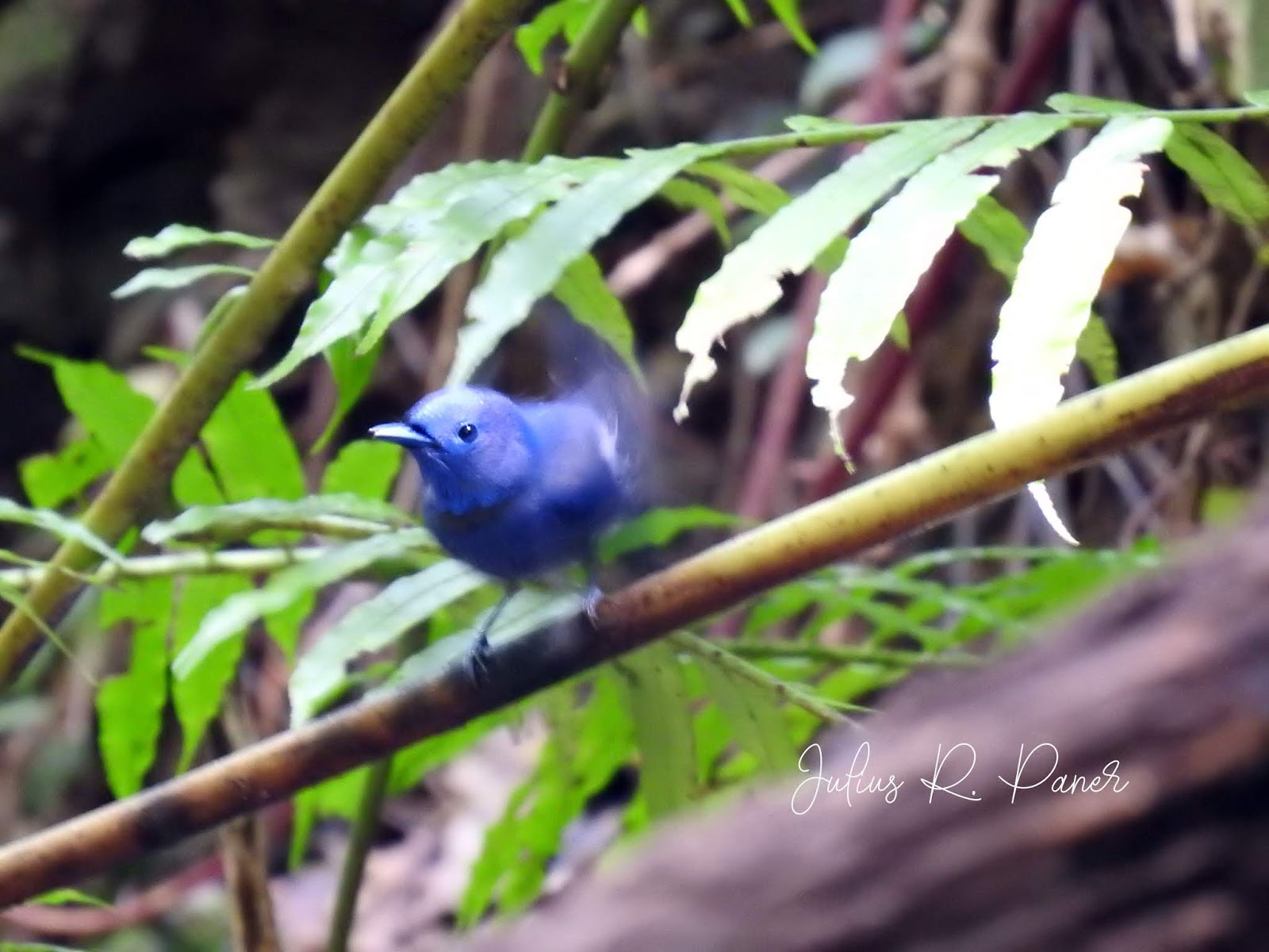 LOGSAC: The Birds of Camiguin