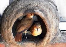 La leyenda del Hornero