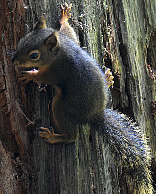 Northwest Conifer Connections: Douglas Squirrel