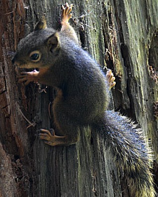 Northwest Conifer Connections: Douglas Squirrel