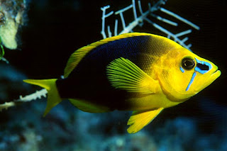 Hamlet Fish - Fishes