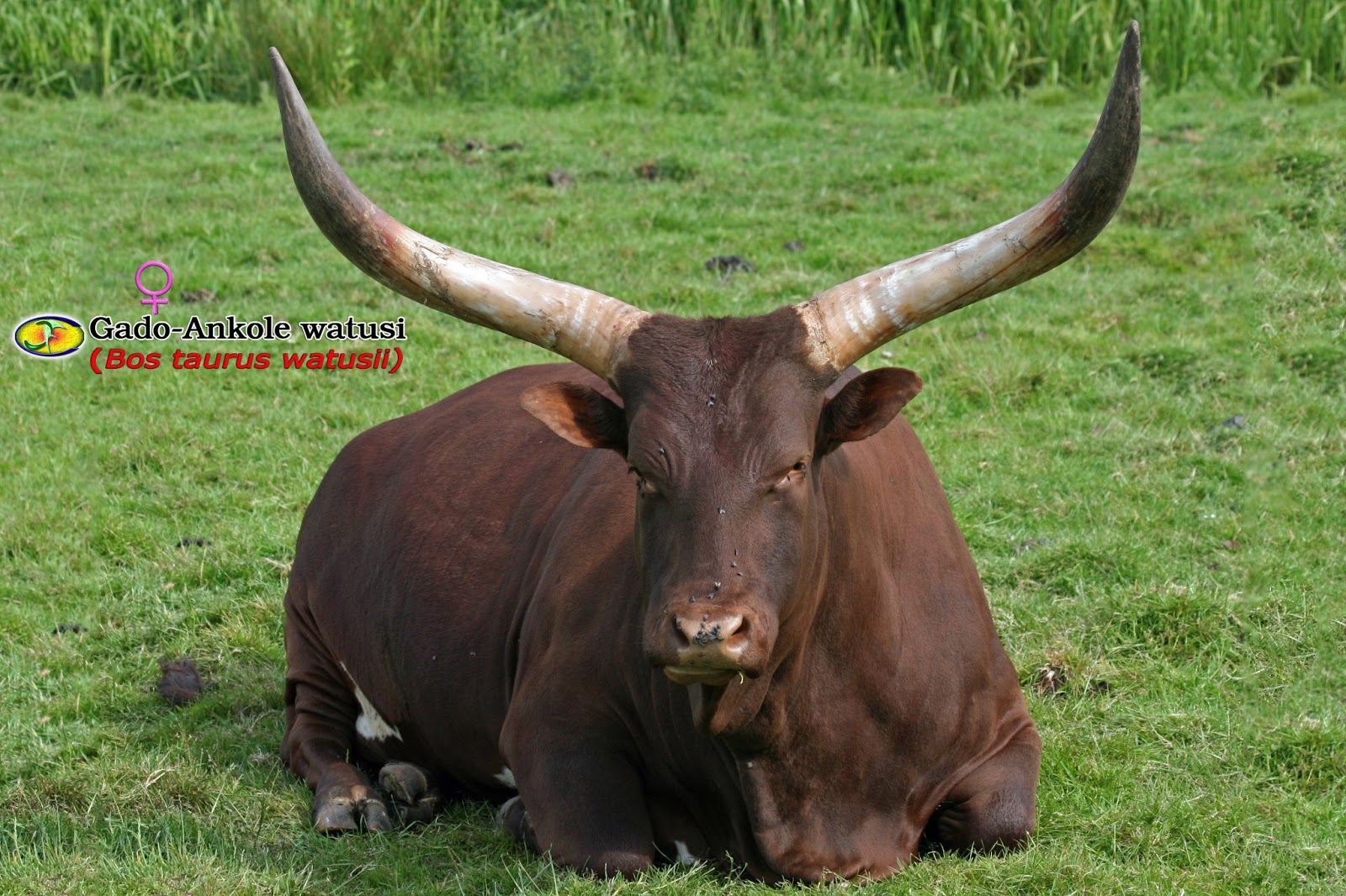 Watusi - JungleKey.pt Imagem