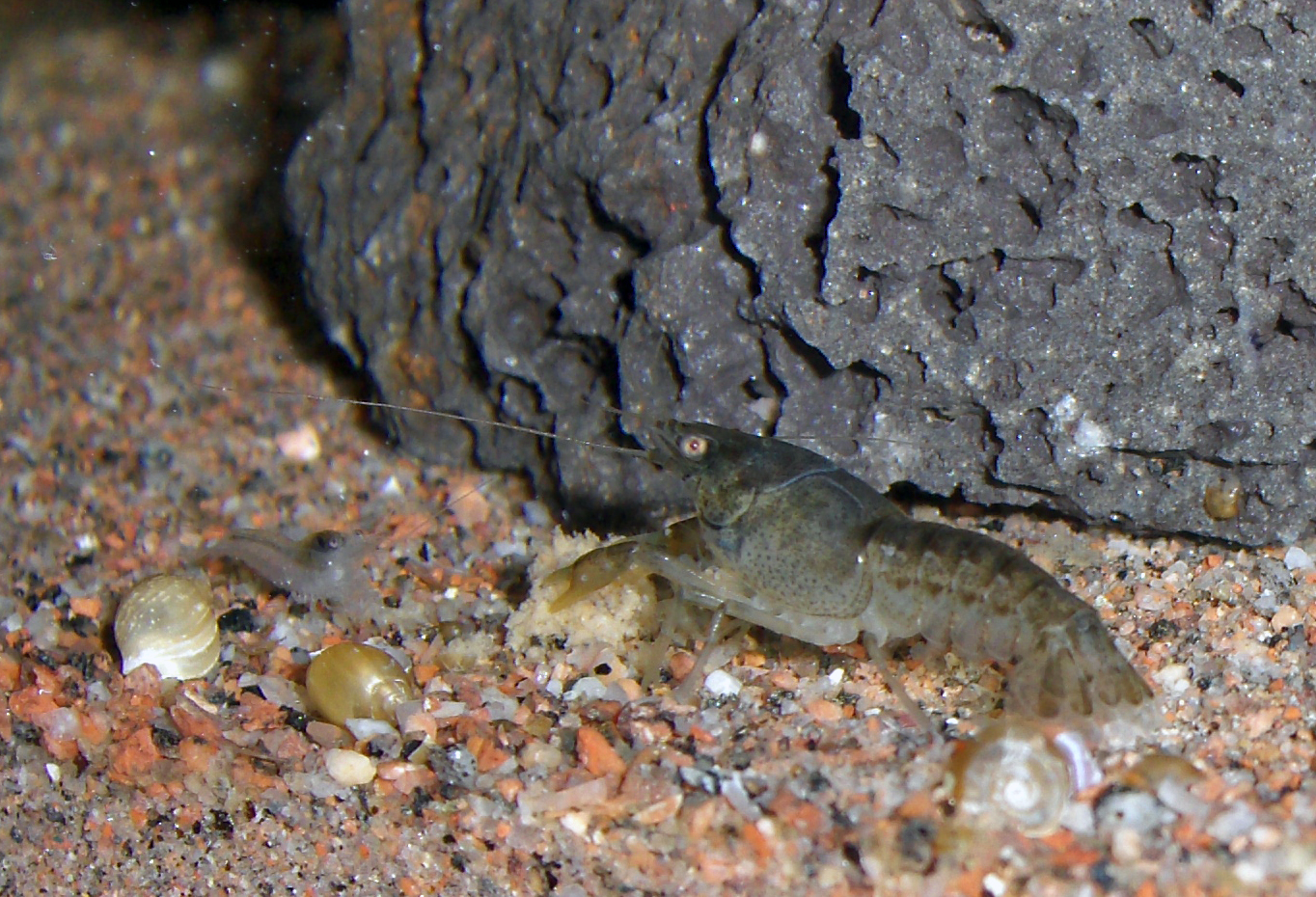 Zoo Diccionario: Todo sobre el ACOCIL