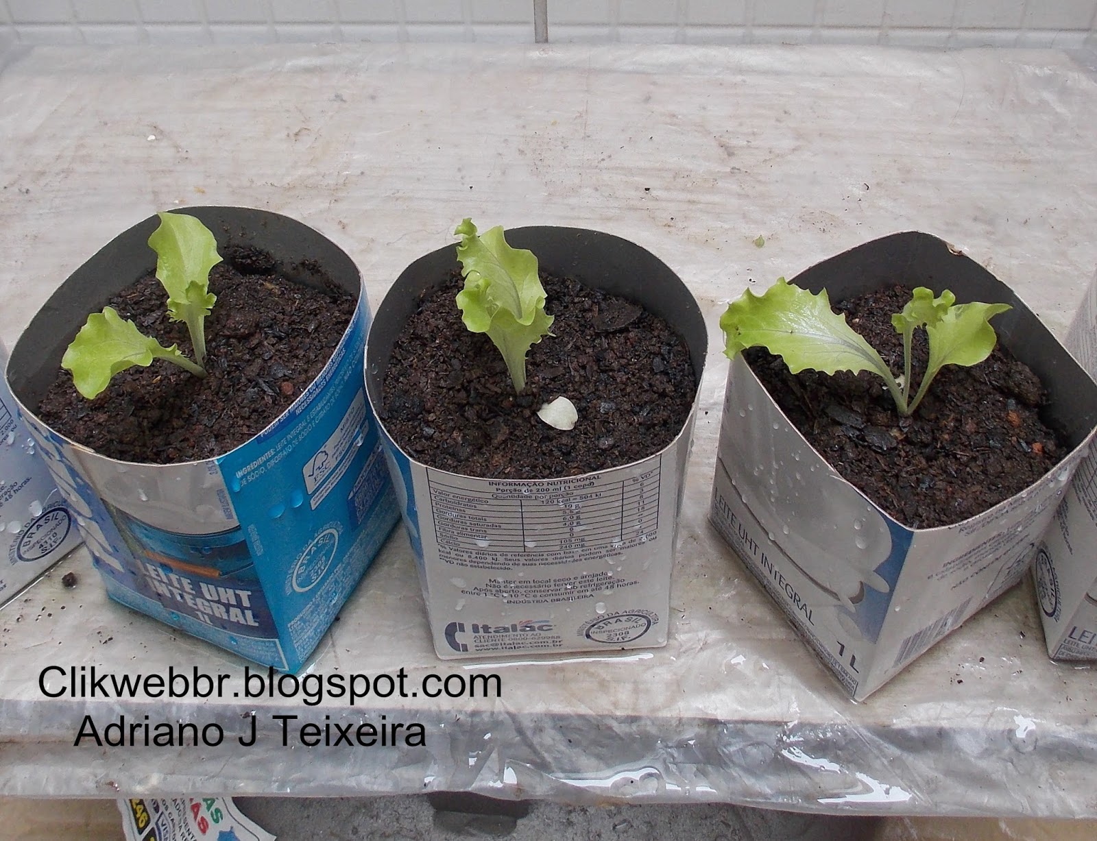 Mundo das Plantas : Como fazer uma mini Horta em Casa/How to Make a ...