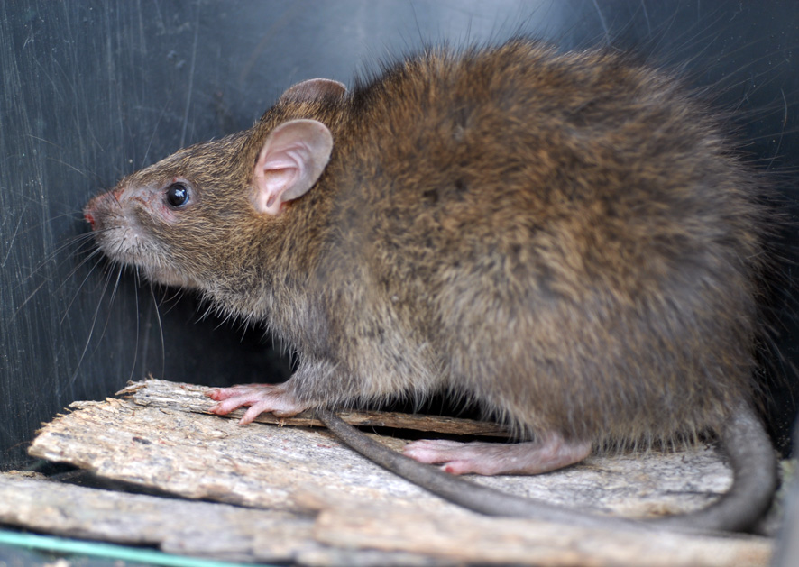 Mammals of Sri Lanka: Indian Bandicoot or Greater Bandicoot Rat ...