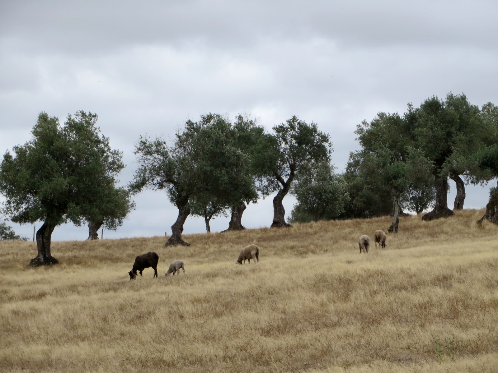 O melhor Alentejo do Mundo: O Montado precisa de ser protegido..