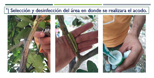 Agricultura On: PROPAGACIÓN - ACODO