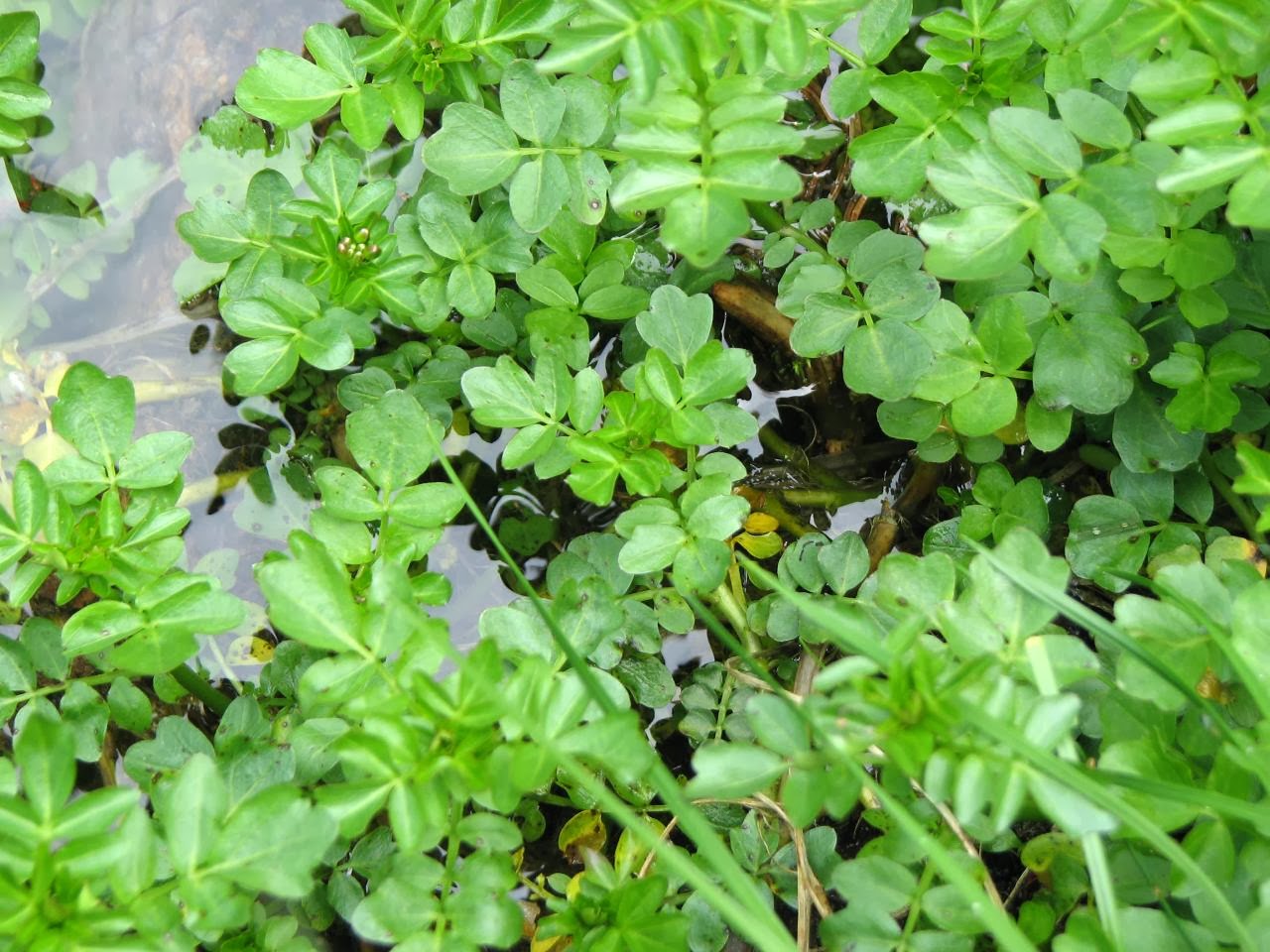 Seminte si plante de gradina hobby: Năsturelul-Nasturtium officianale