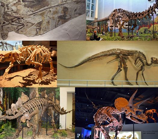 {Animal}Ancient animal species: Fossils dating back 550 million years ...