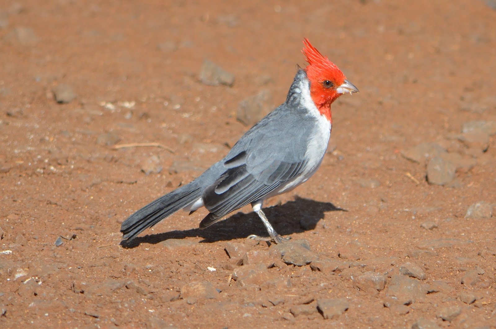 My Bird Blog: Red Crested Cardinal