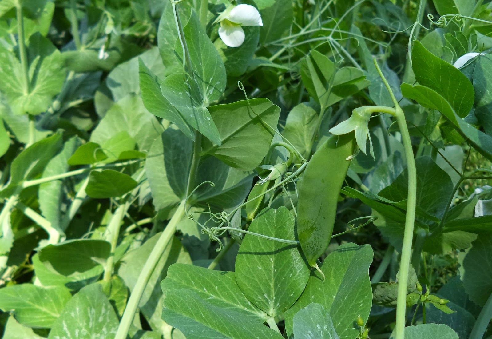 ATLANTA VEGGIES : The Future of Supper