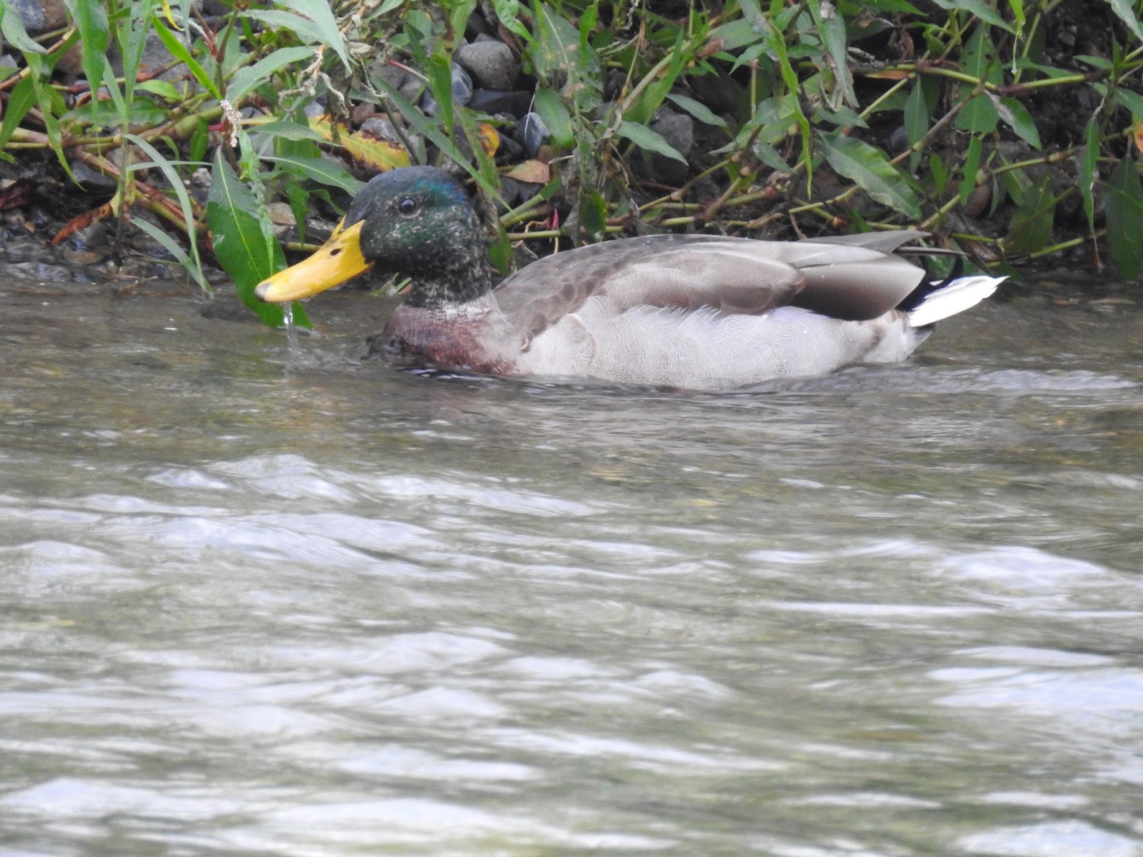 YOUNG BIRDER'S NOTES: BIRDING JAPAN: Kyoto and Surrounds