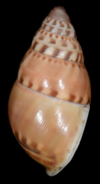 Dr. Lee's Gallery Museum: Amphidromus areolatus 24.7mm