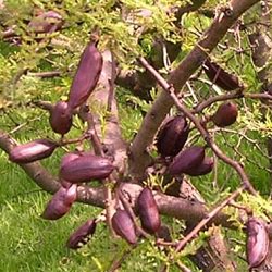 Paisajista Laila Huber: ÁRBOLES NATIVOS: Acacia caven (espinillo, churqui)