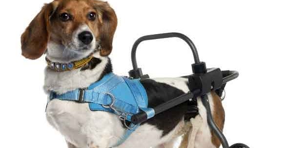 Tipps zur Pflege behinderter Hunde - biographypedia