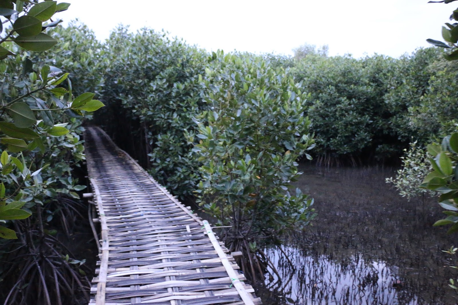 Hutan Mangrove Pantai Tiris Paris Indramayu - DEDDY DOANK