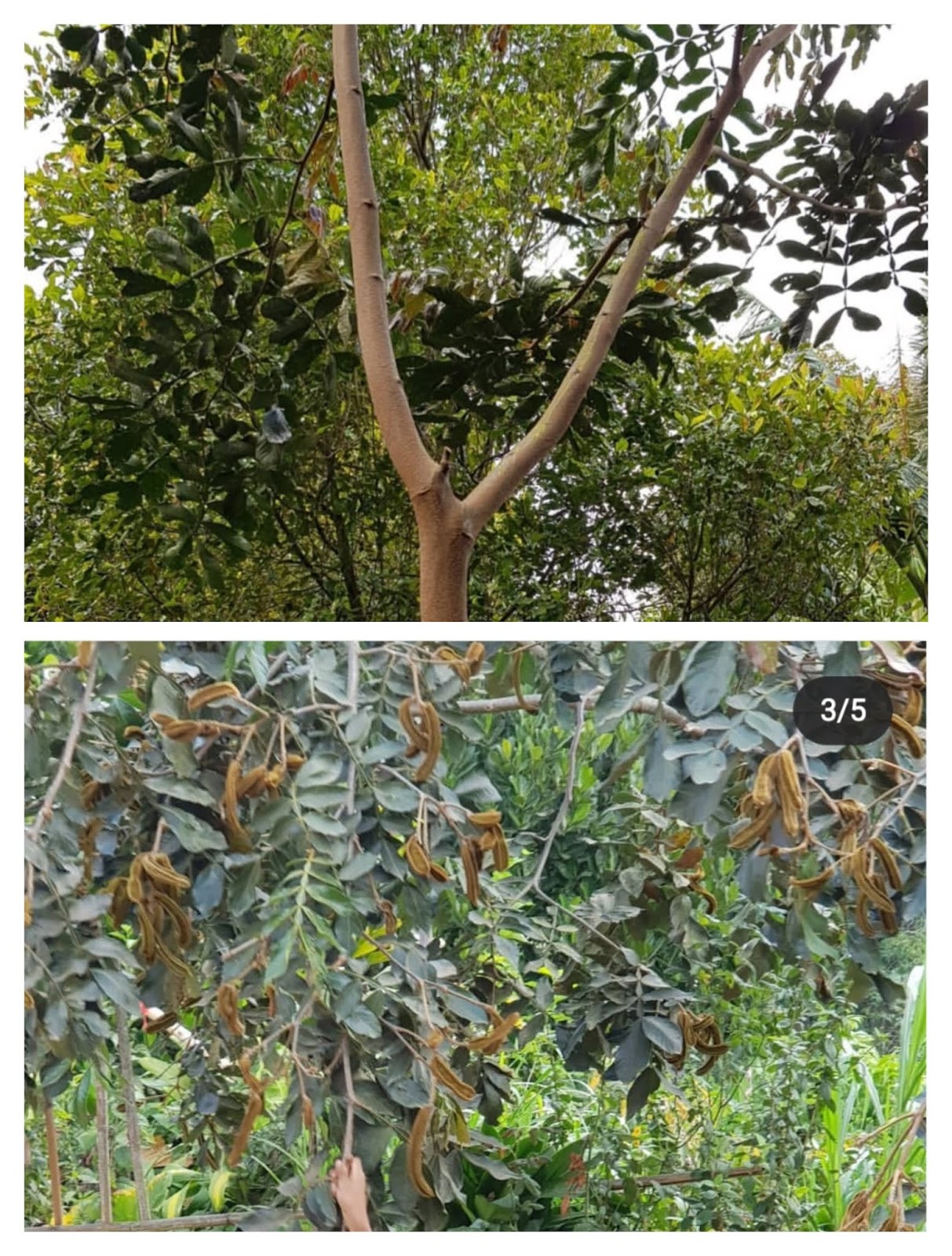 Mengenal Buah Salju Khas Bedugul Bali - IstanArina I Lifestyle Blog I ...