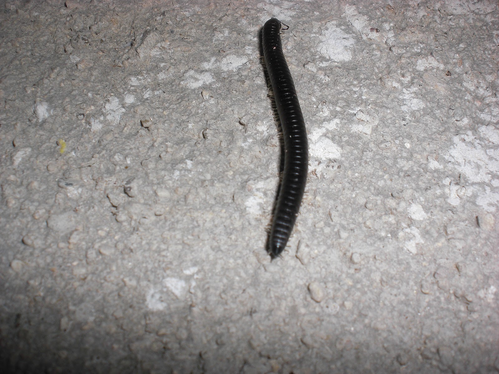 Perfumes y luces de Extremadura: Mil pies, Tachypodoiulus niger.