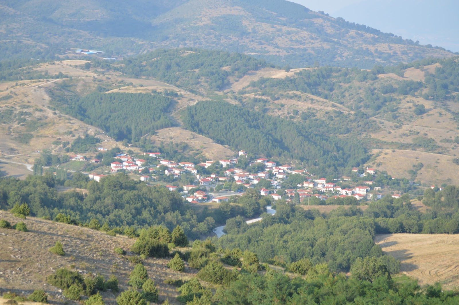 ακρη ελασσονας: γιδια προβατα στο χωριο πανω στα ελατια