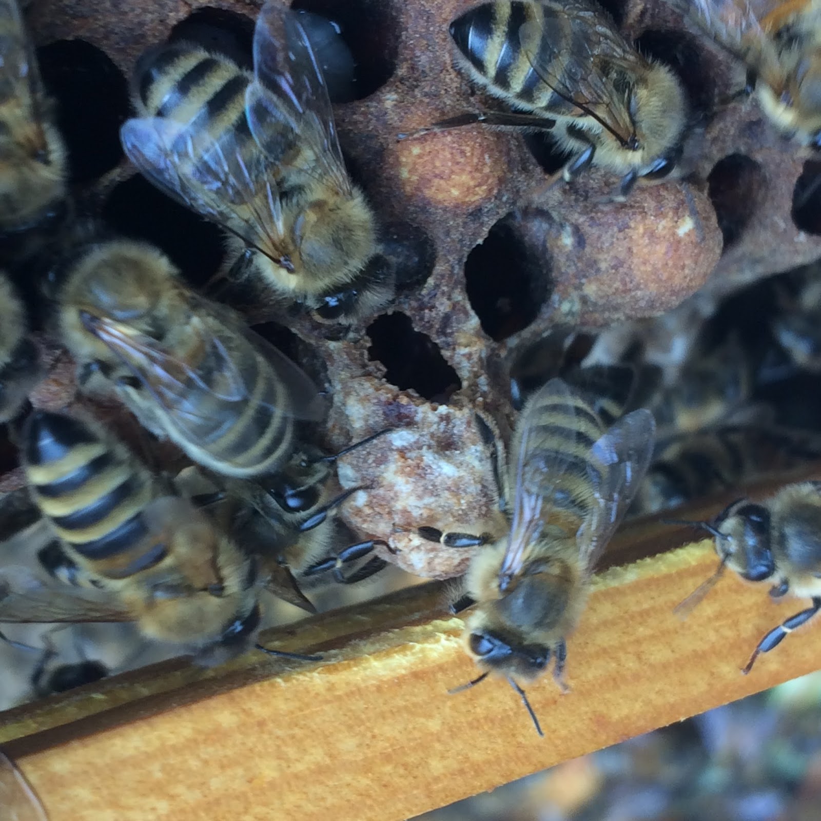 The Southdown Apiary: July 2016