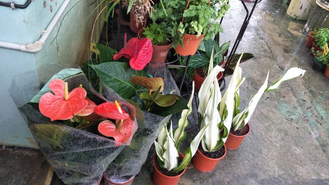 BUMI HIJAU NURSERY (002279488-D): Pasu viral & pokok indoor