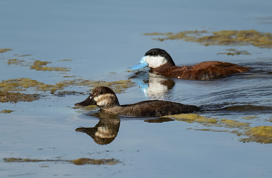 My Big Little World : Male and Female Ruddy Ducks at Bear River