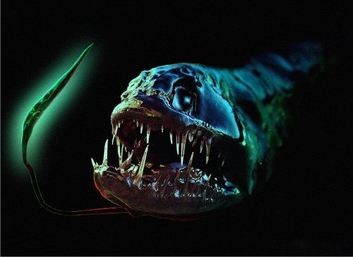 Deep Sea Dragonfish - Fishes World - HD Images & Free Photos