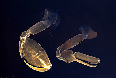 NeuroDojo: September 2015