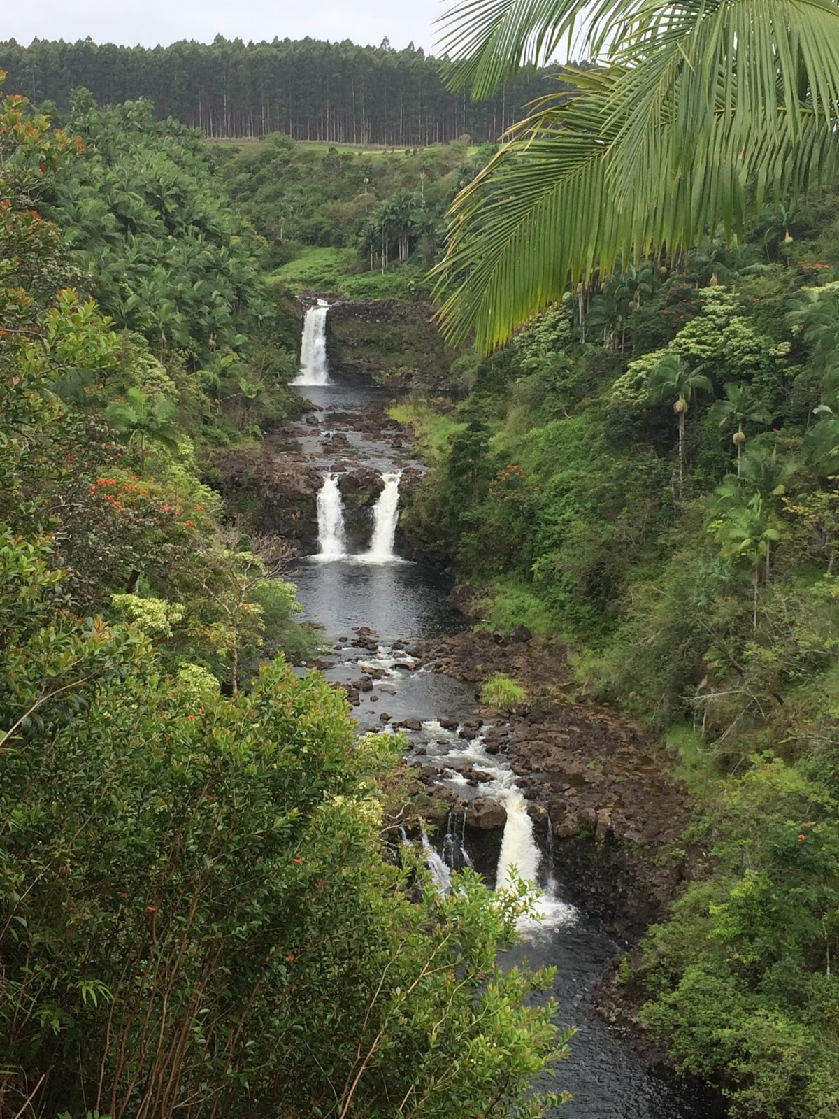 Family Travel Blog : Umauma Falls, Best zip lining experience on the ...