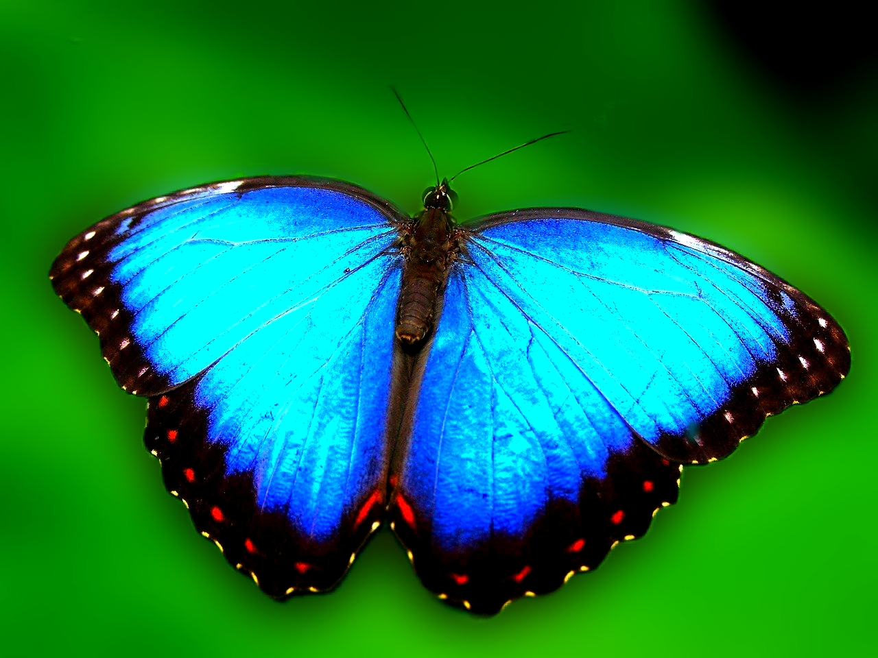 La importancia del fondo en la fotografía.
