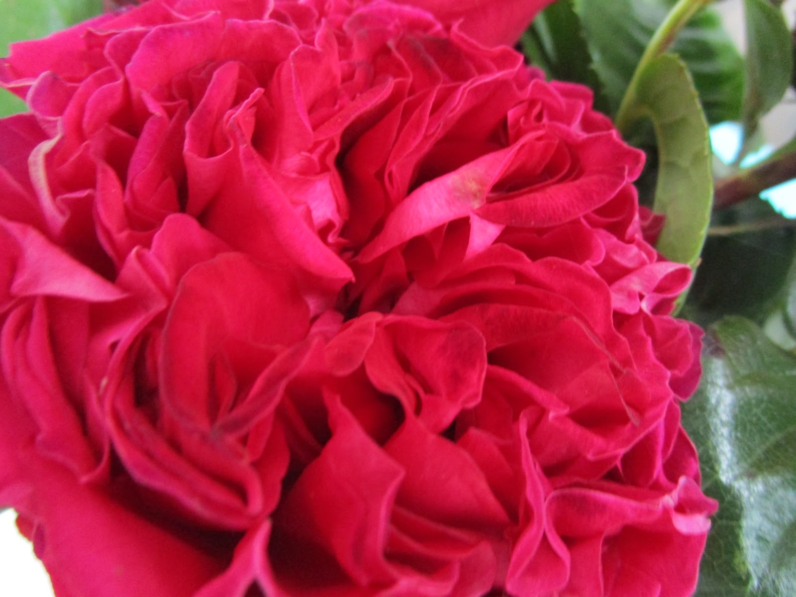 Karen's Cottage and Castle: June Red Roses