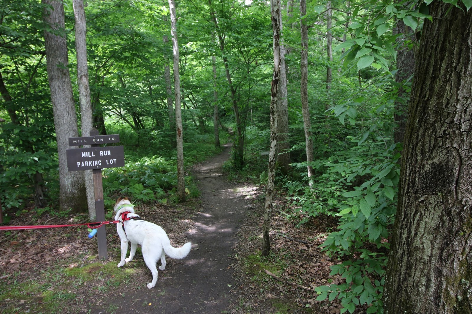 Hiking and Exploring the Quebec Run Wild Area, Forbes State Forest ...