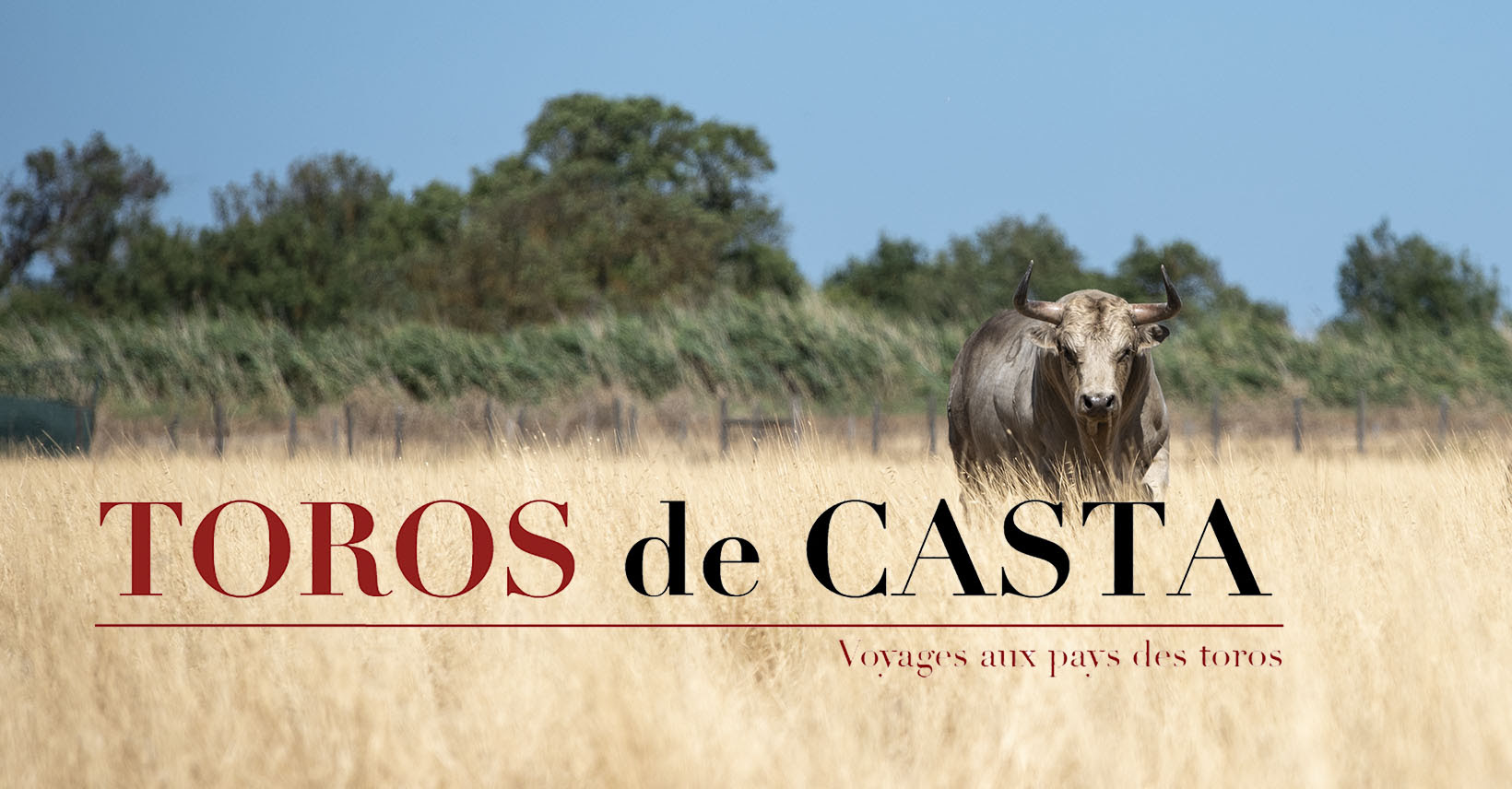 Dominguillos: Toros de casta