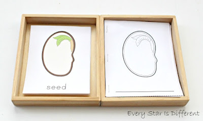 Montessori-inspired Plant Activities with Free Printables - Every Star ...