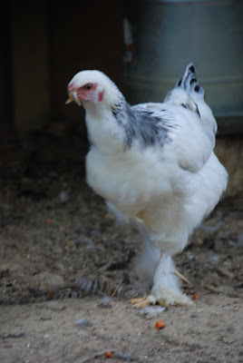 Chickenville: Special Needs Chicken