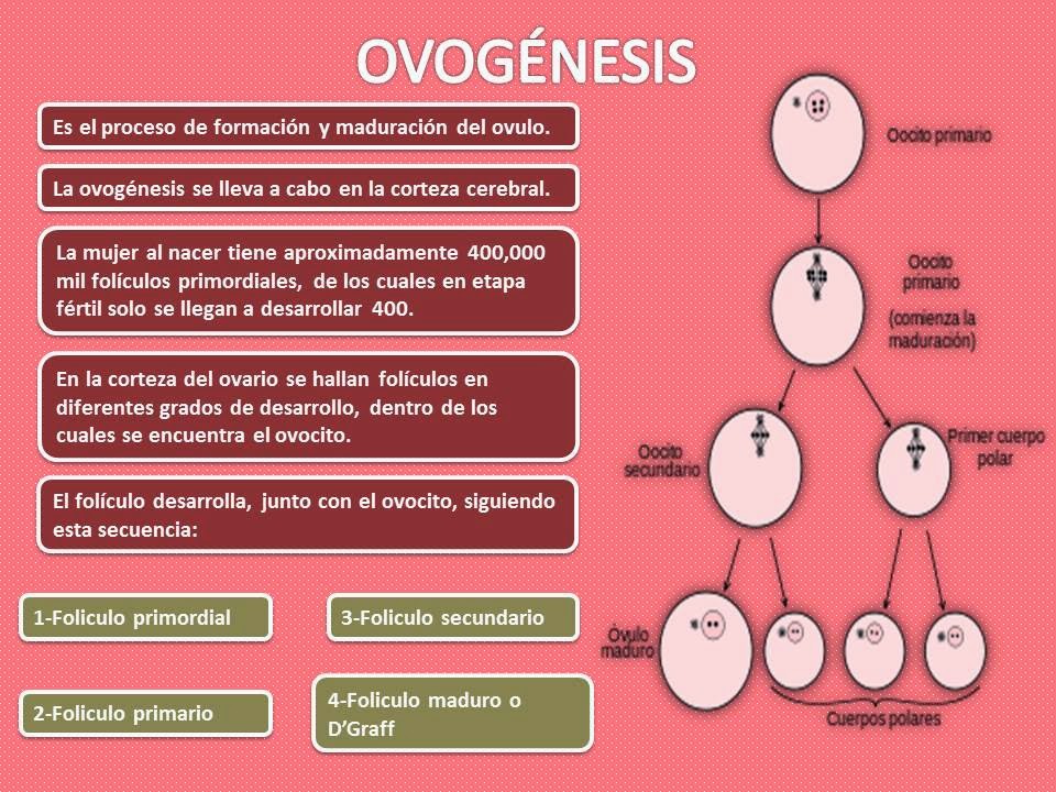 Blog de Fisiología, UAS, Valeria Medel García : OVOGÉNESIS