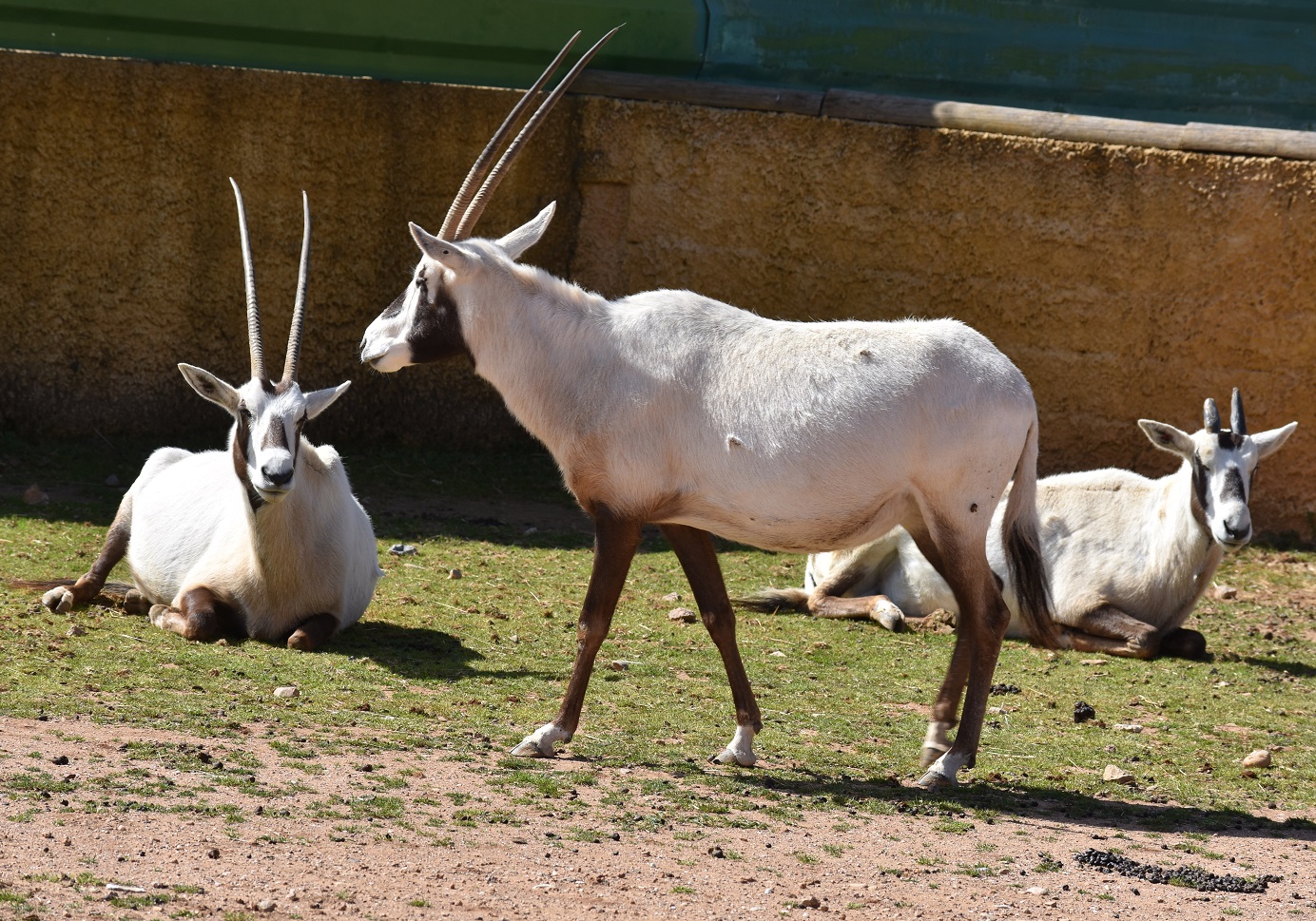 ZOOTOGRAFIANDO (6.100 ANIMALS): ORIX DE ARABIA / ARABIAN ORYX (Oryx ...